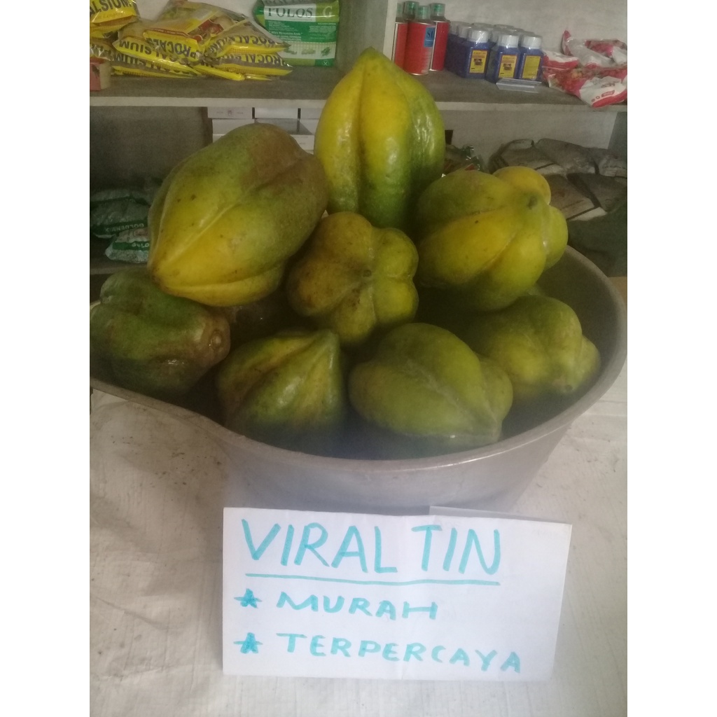 Jual carica buah segar per 1 kg. | Shopee Indonesia
