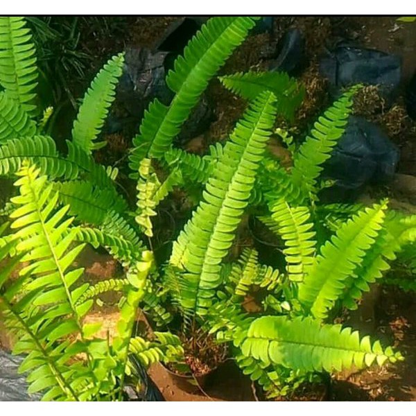 Jual Pohon Pakis tanaman vertikal garden - Tanaman Hias Pakis Kelabang ...