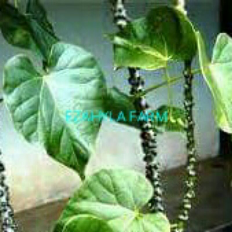 Jual daun Dan batang bratawali/brotowali buat sapih segar 500g | Shopee ...