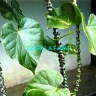 Jual daun Dan batang bratawali/brotowali buat sapih segar 500g | Shopee ...