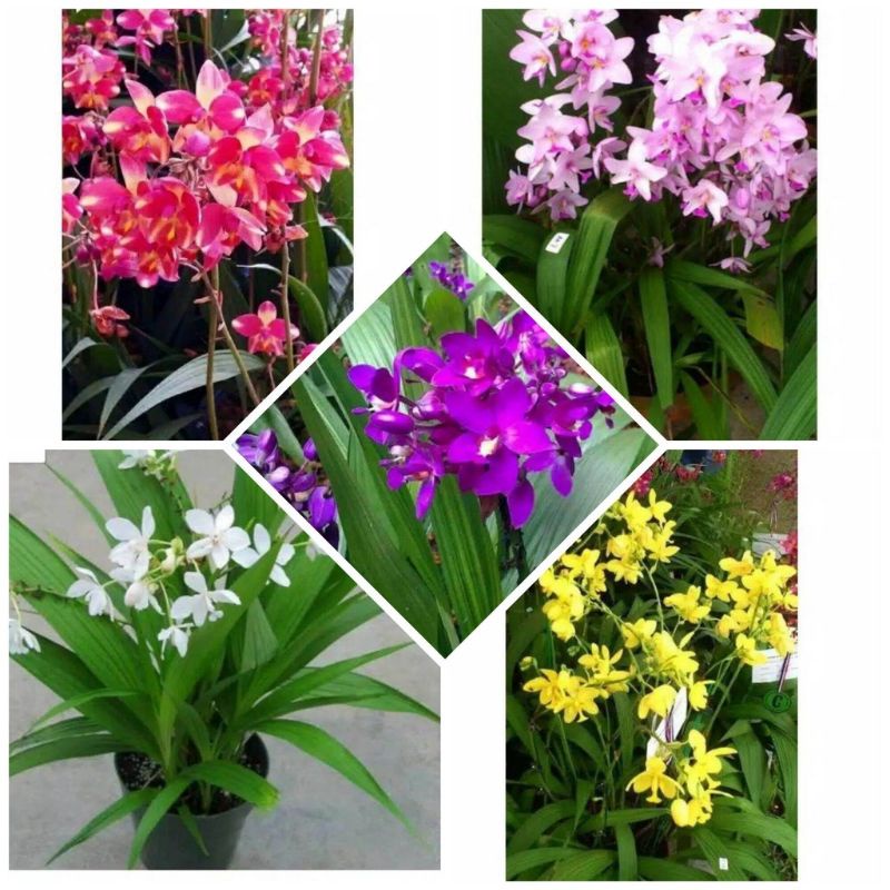 Jual PROMO..!!5 paket tanaman hias ANGGREK TANAH/angrek tanah 5 varian ...