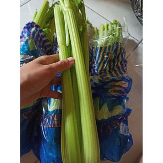 Jual Seledri Import / Celery Stick Import dari China per kg READY ...