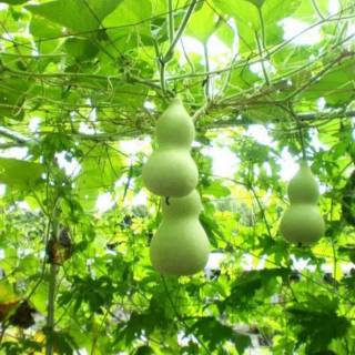 Jual BENIH LABU BOTOL | Shopee Indonesia