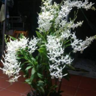 Jual ANGGREK DENDRO CAESAR WHITE / CAPUNG JAWA Indonesia|Shopee Indonesia
