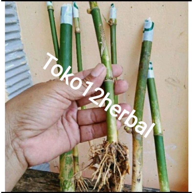 Jual bambu hias, bambu mini, bambu jepang mini | Shopee Indonesia