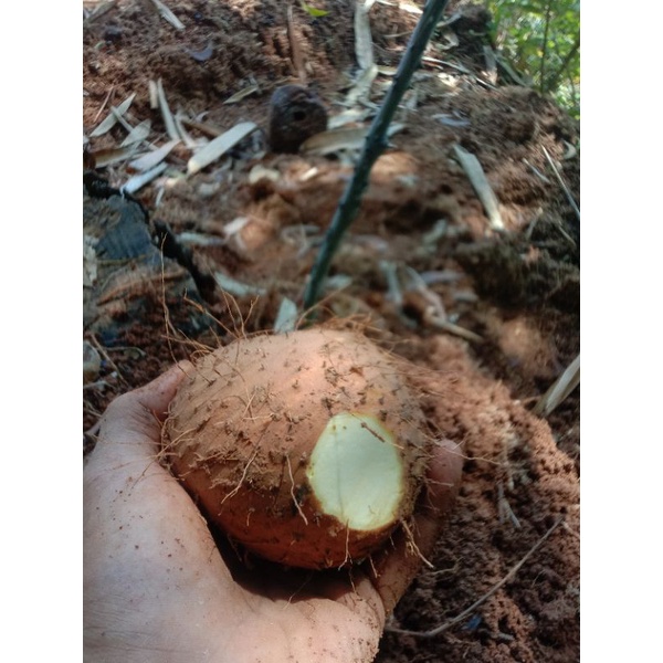 Jual Umbi Gadung Segar 1kg/Dioscorea hispida Dennst | Shopee Indonesia