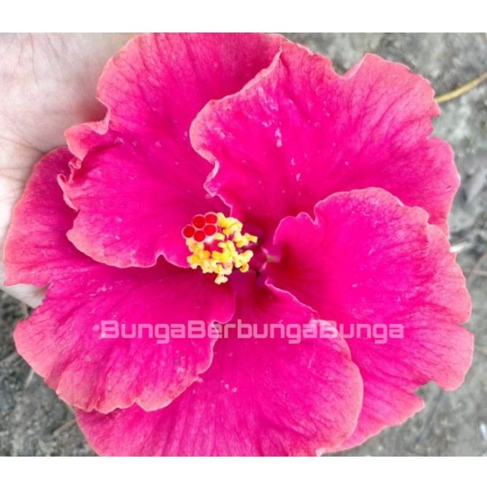 Jual bibit bunga hibiscus kembang sepatu bangkok import warna baru ...