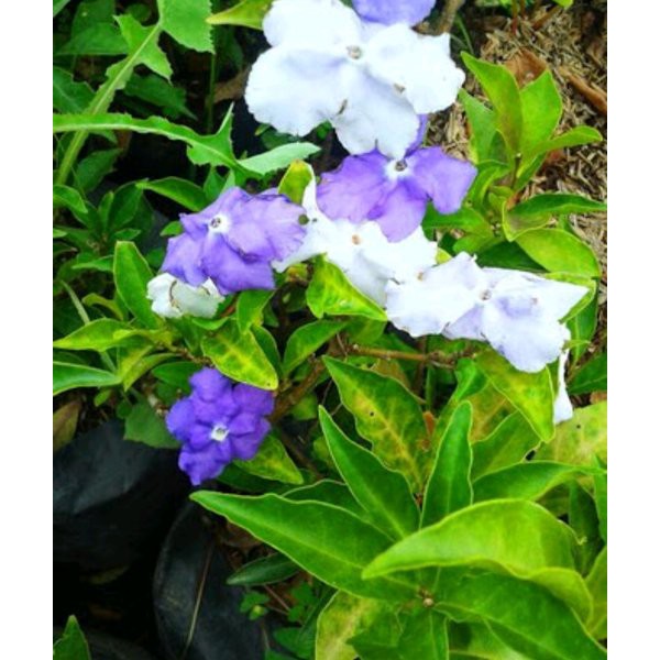 Jual Tanaman Hias Melati Costa 1 tanaman dua jenis bunga | Shopee Indonesia