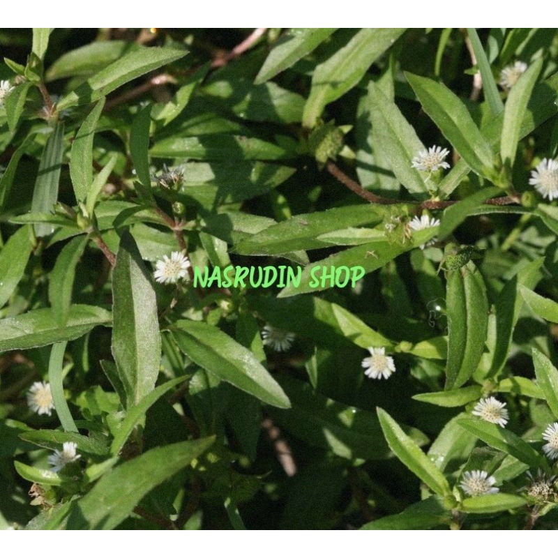 Jual DAUN URANG ARING DENGAN AKAR 1KG SEGAR / ECLIPTA ALBA / ORANG ...