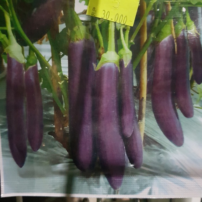 Jual JUAL Benih Terong Ungu F1 | Shopee Indonesia