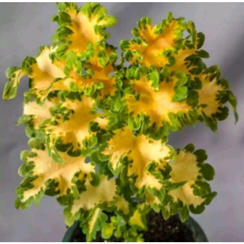 Jual tanaman miana ekor naga kuning stok super | Shopee Indonesia