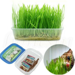 Jual RUMPUT KUCING CAT GRASS SEEDS / BIBIT RUMPUT MAKANAN KUCING ...