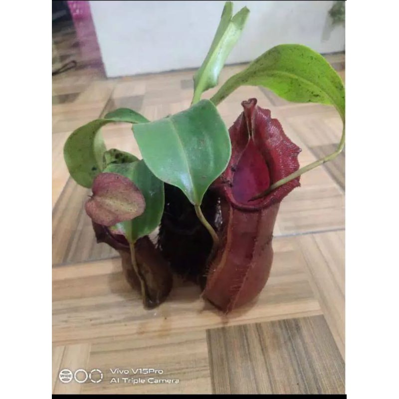 Jual Tanaman Hias Kantong Semar/Nepenthes Galcilis | Shopee Indonesia Jual Tanaman Hias Kantong Semar/Nepenthes Galcilis | Shopee Indonesia