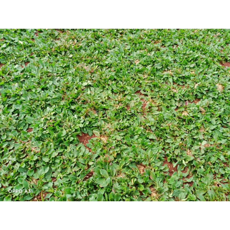 Jual rumput gajah mini/50cmx50cm | Shopee Indonesia