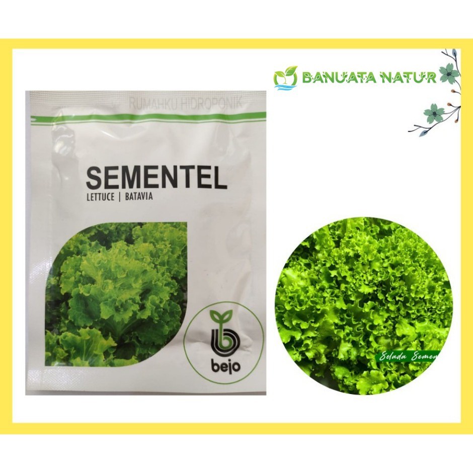 Jual Benih Bibit Selada Sementel Bejo (1000 Pill) - Benih Bejo ...