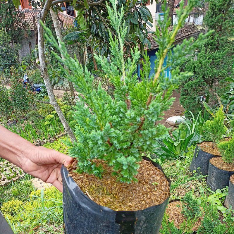 Harga cemara sinensis lilin Terbaru Sep 2024 |BigGo Indonesia
