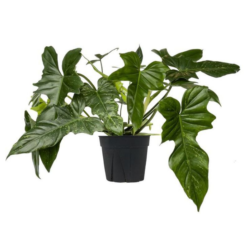 Jual Tanaman hias philodendron dragon-philo dragon-philodendron-kembang ...