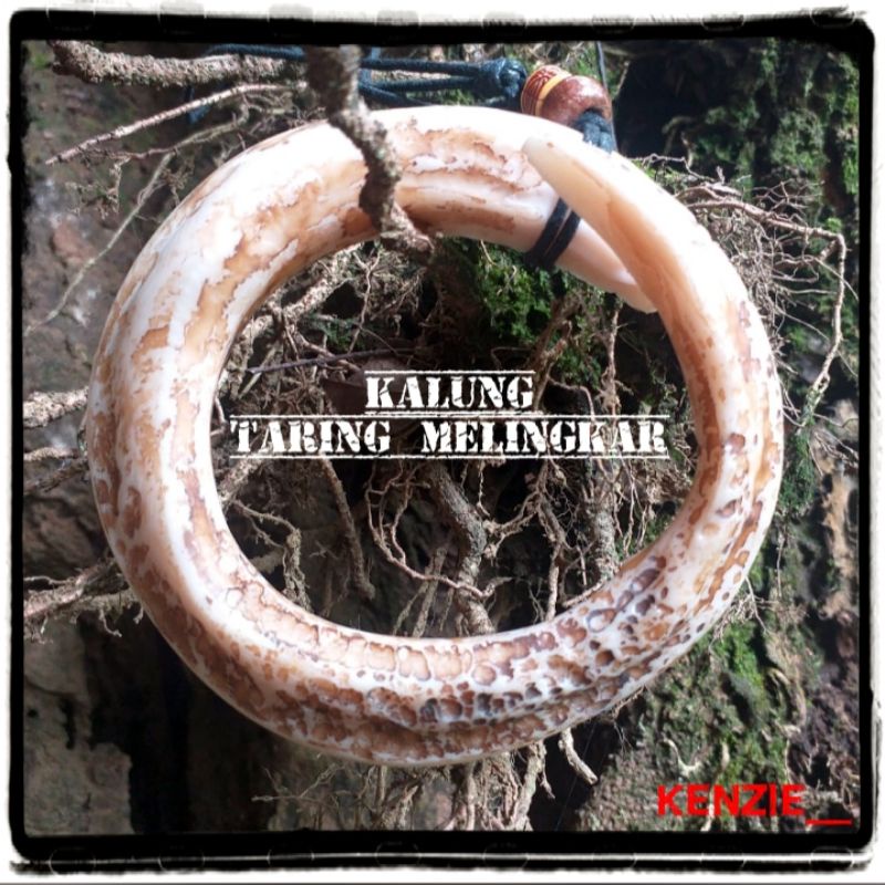 Jual KALUNG TARING BABI MELINGKAR ETNIK DAYAK KALIMANTAN | Shopee Indonesia