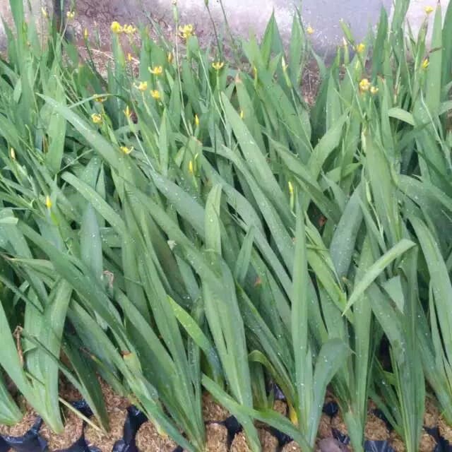 Beginilah 38+ Tanaman Rumput Bunga Kuning yang Wajib Diketahui ...