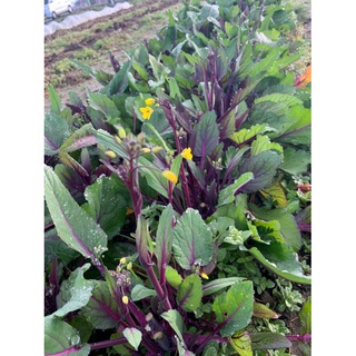 Jual VICTORY SEED 50 Benih Biji Red Purple Choy Sum Yu Choi Sam Chinese ...