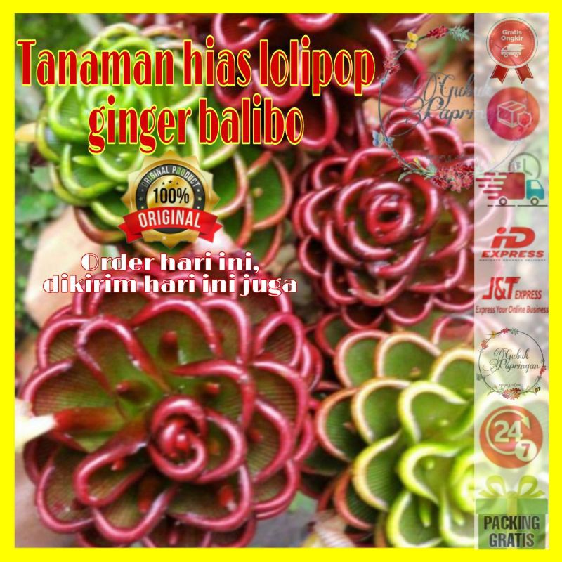 Jual [400g] Tanaman Hias Lolipop / Ginger Balibo / Tanaman Hias Viral ...