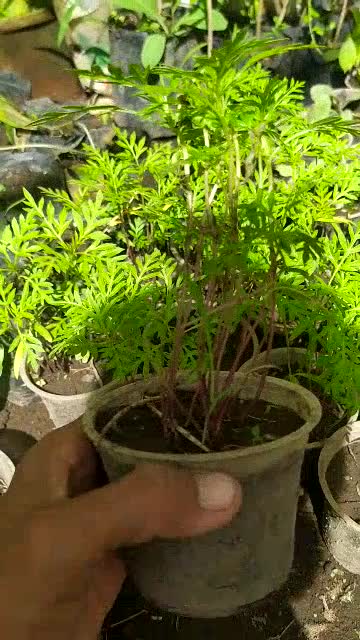 Jual BIBIT KENIKIR SAYUR ULAM RAJA DAN SIAP TANAM PERPAKET ISI 7-10 ...