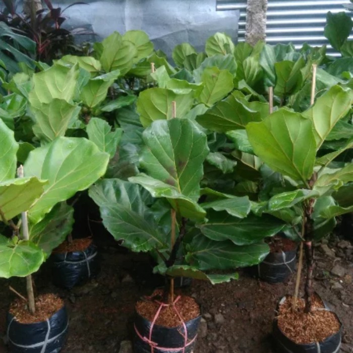 Jual pohon ketapang biola cantik - pohon biola cantik - ara biola ...