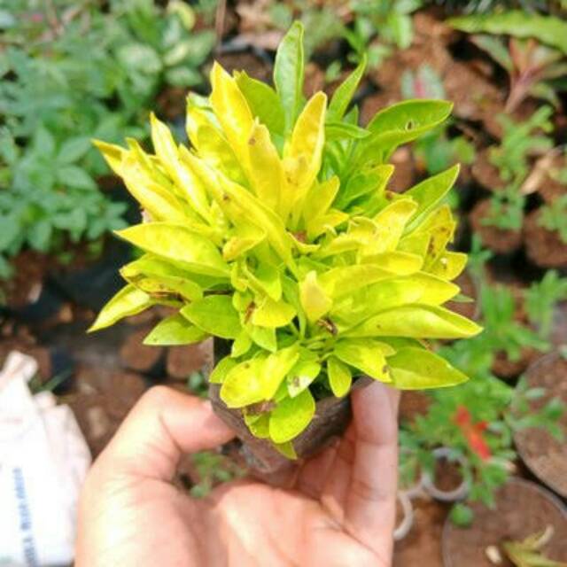 Jual Tanaman Hias Krokot Kuning / Krokot | Shopee Indonesia