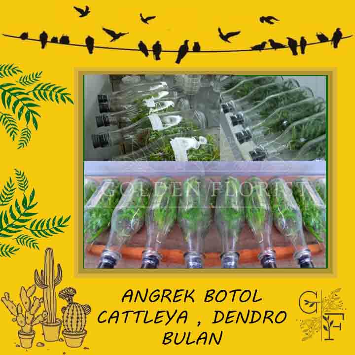 Jual ANGGREK BOTOL | Shopee Indonesia