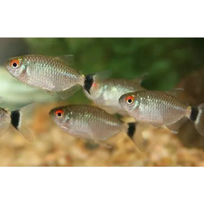 Jual Ikan Tetra Mata Merah/ Red Eyes Tetra Fish | Shopee Indonesia