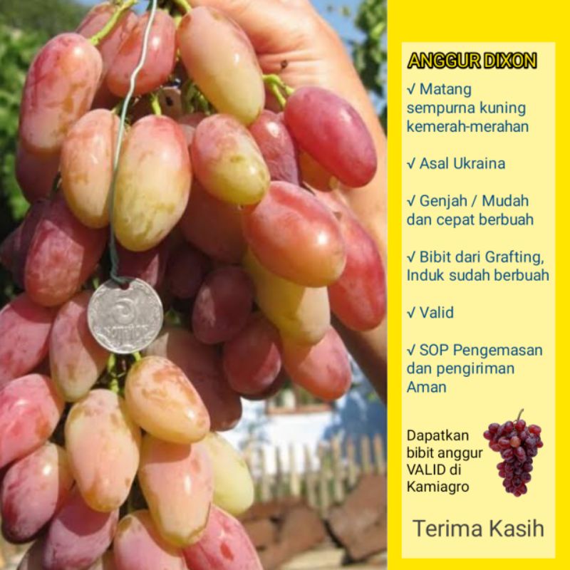 Jual Anggur Impor Dixon / Bibit Tanaman Anggur Dikson | Shopee Indonesia