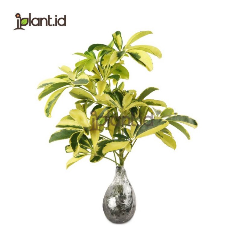 Jual Tanaman walisongo golden-walisongo-tanaman ruqyah-tanaman hidup ...