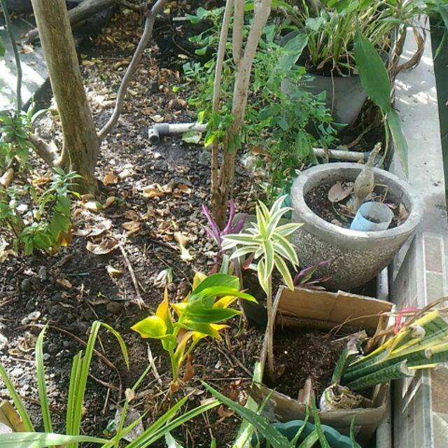 Tanaman Pacing Pentul Tanaman Bunga Pacing Tanaman Pacing Pentul Merah ...