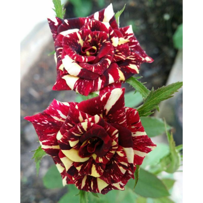 Jual mawar Batik abra | Shopee Indonesia