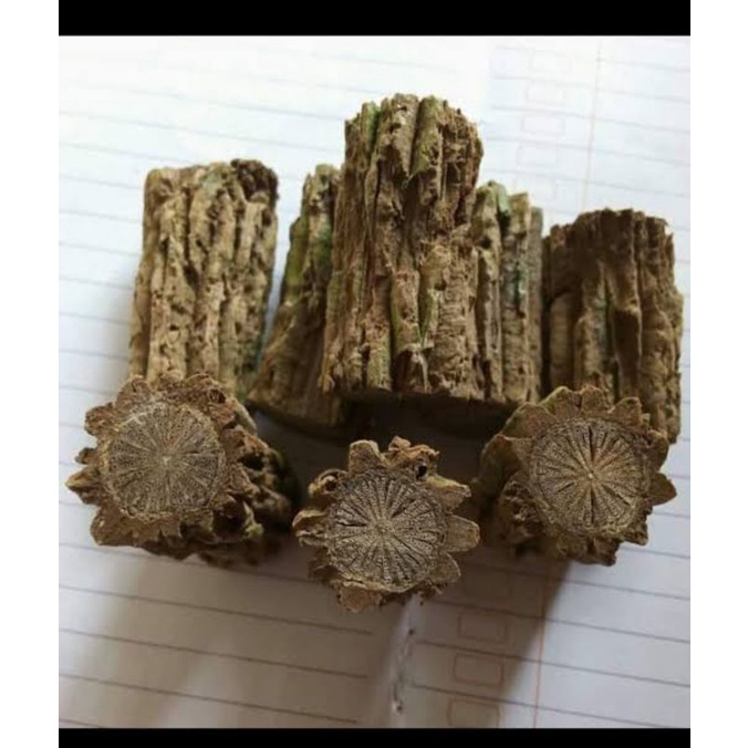 Jual Akar obat untuk racun asli / Akar Kedayan kalimantan | Shopee ...