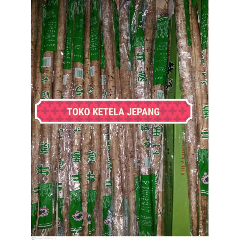 Burdock Root/Gobo/Akar Ketela Jepang - harga 500 gram | Shopee Indonesia