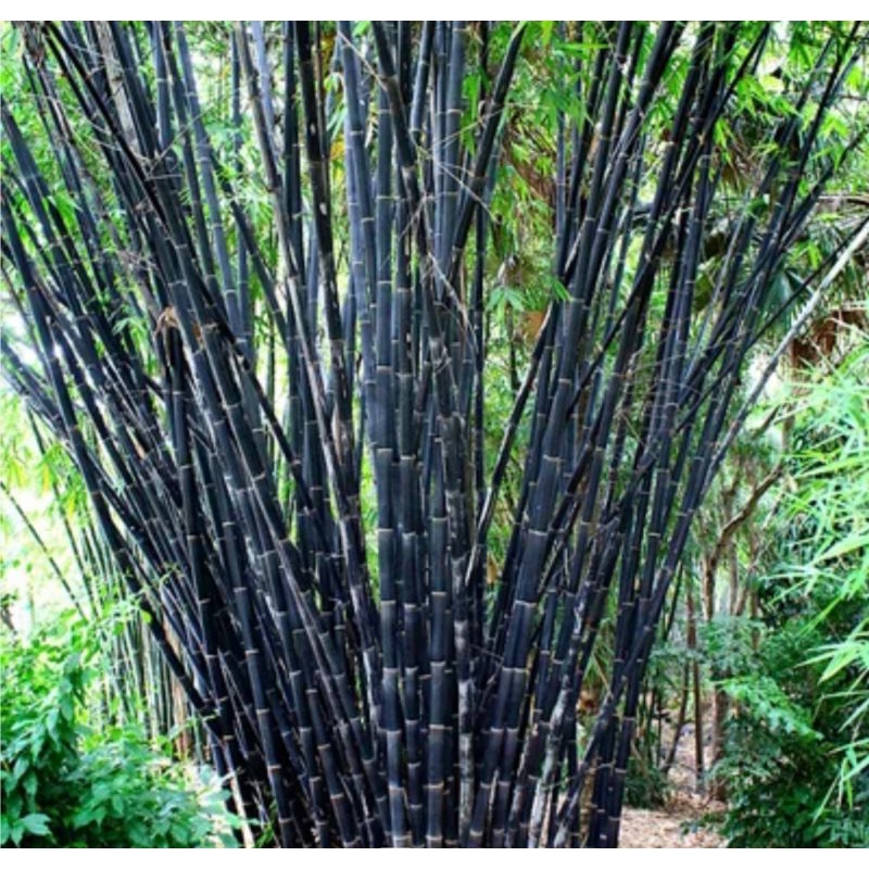Jual bambu hitam dijual perbatang panjang 50 cm Indonesia|Shopee Indonesia
