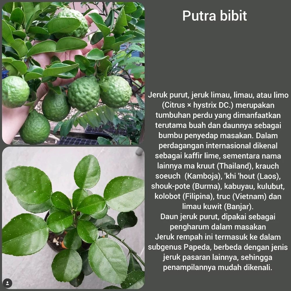 Jual Bibit Pohon Jeruk Purut - Buah Herbal dan Daun Bumbu Masak ...