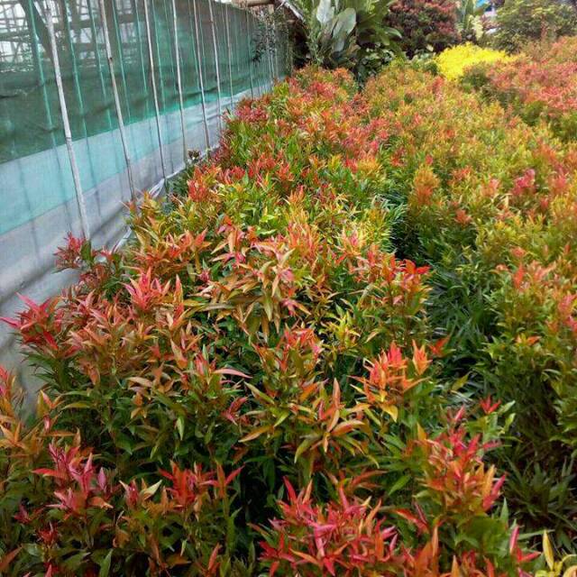 Jual Tanaman bibit hias daun pucuk merah 30 cm | Shopee Indonesia