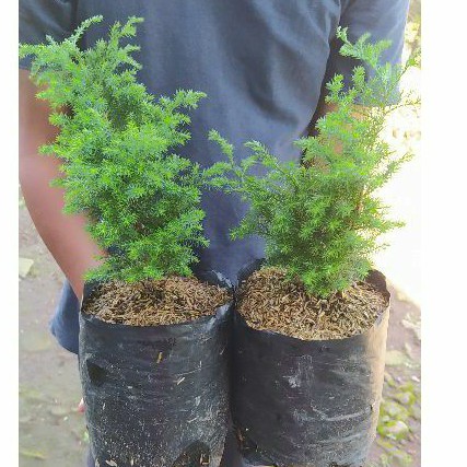 Jual Cemara Embun | Shopee Indonesia