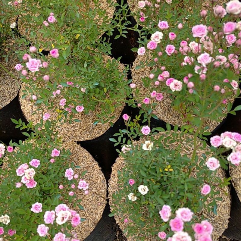 Jual Bunga Mawar Barbie tanaman hias minim order 4 pohon @ | Shopee ...