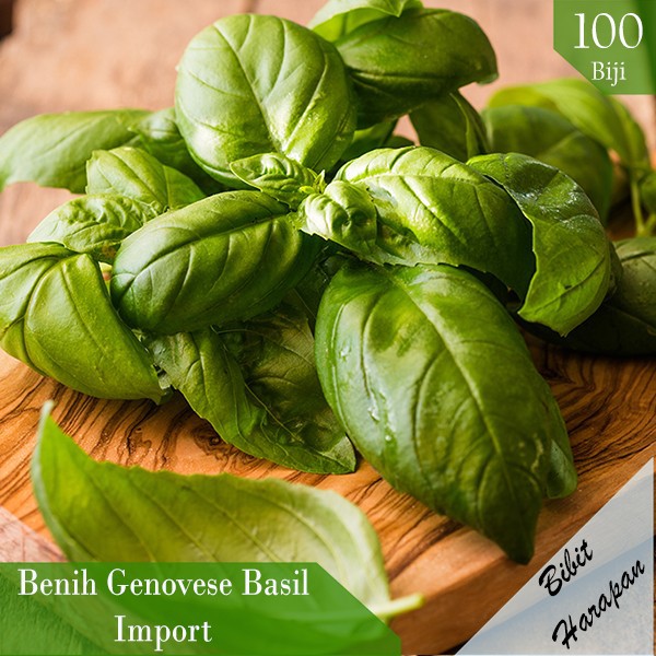 Jual Benih Bibit Biji Genovese Basil Tanaman Herbal Herb Import ...