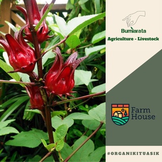 Jual Benih Tanaman Rosella 1Kg - Biji Bunga Rosella Merah & Ungu ...