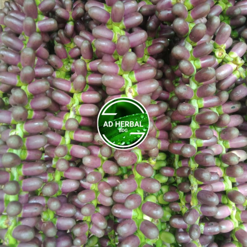Jual Bunga Pohon Aren Bunga Kawung Langngari Segar 1 Kg | Shopee Indonesia