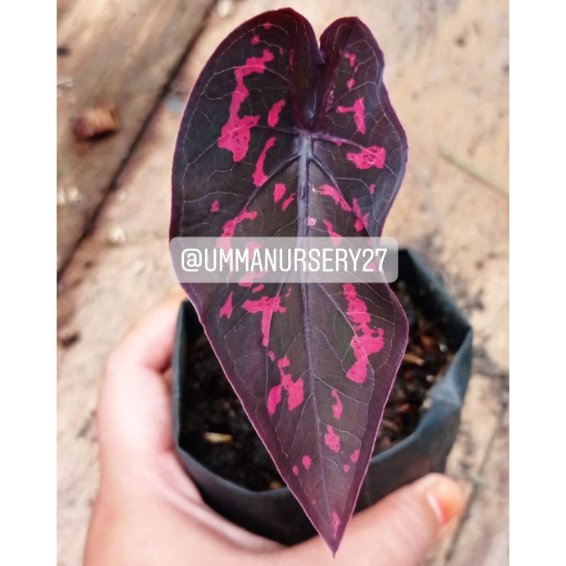 Jual Tanaman hias Caladium rubicundum / caladium clavatum / caladium ...