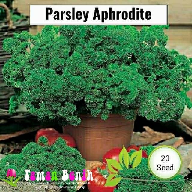 Jual Benih Parsley peterseli aphrodite | Shopee Indonesia