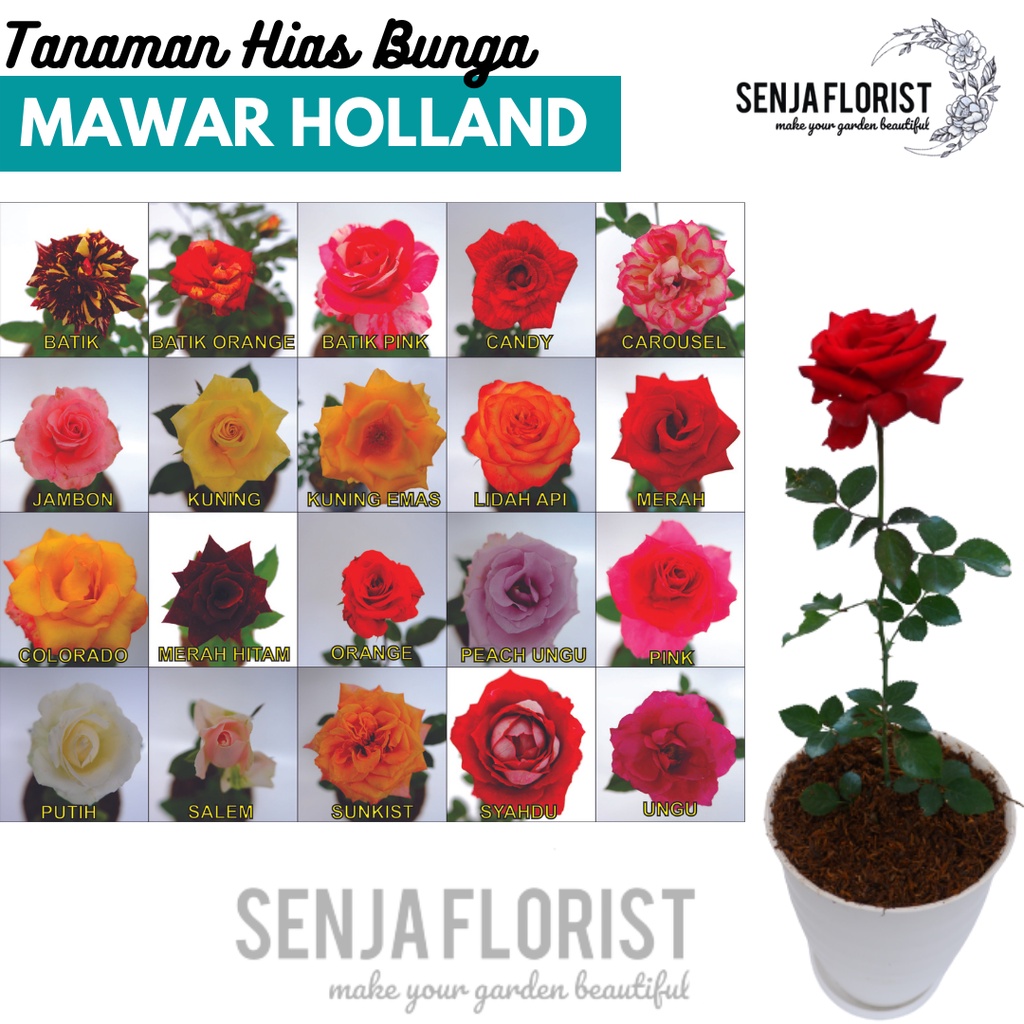 Jual Tanaman Bunga Mawar Holland Berbunga / Kuncup - 20 Varian Warna ...