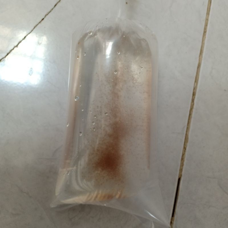 Jual Kutir Moina Kutu Air Murni Bebas Kutu Jet Pakan Ikan | Shopee ...