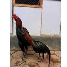 Jual ayam pakoy brakot (pitik 1 bulan) | Shopee Indonesia