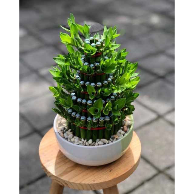 Jual tanaman hias bambu bambuh hoki tingkat 5|bambu rejeki | Shopee ...